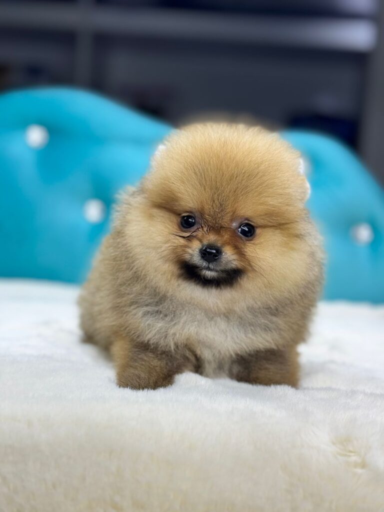 Filhotes – Spitz Alemão – Filhotes da Serra