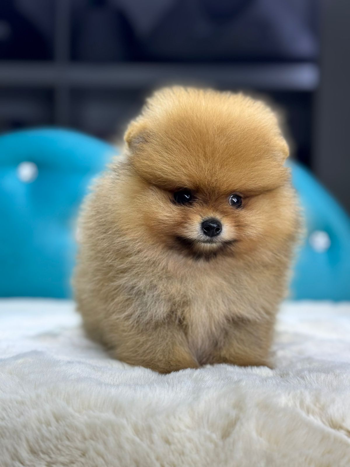 Filhotes – Spitz Alemão – Filhotes da Serra