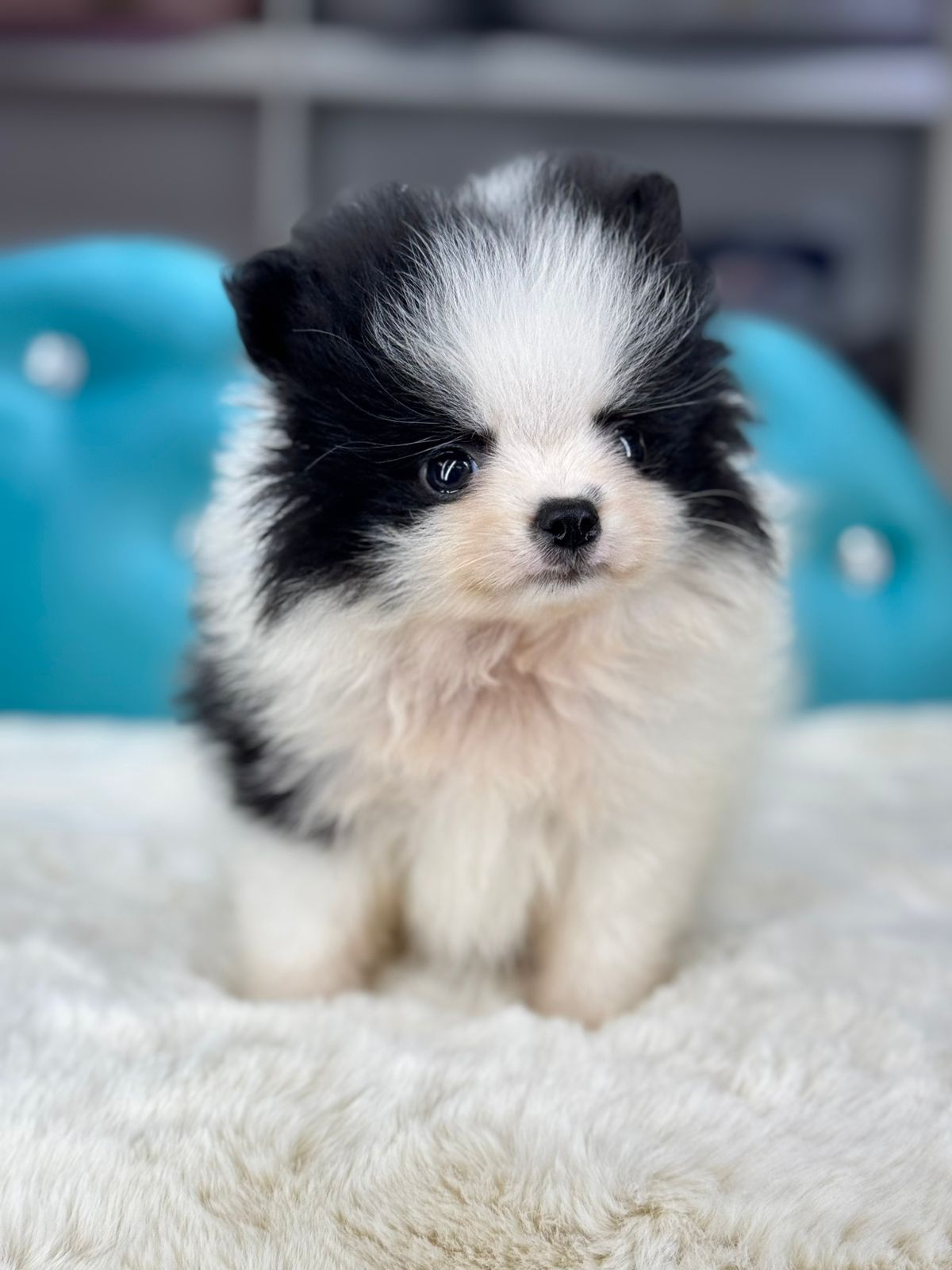 Filhotes – Spitz Alemão – Filhotes da Serra