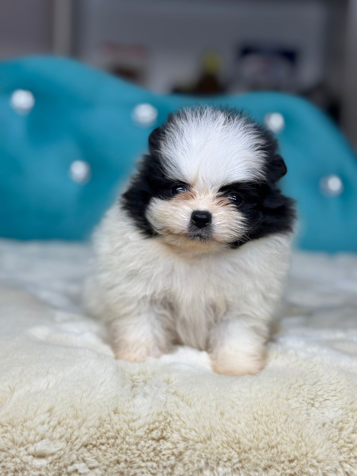 Filhotes – Spitz Alemão – Filhotes da Serra