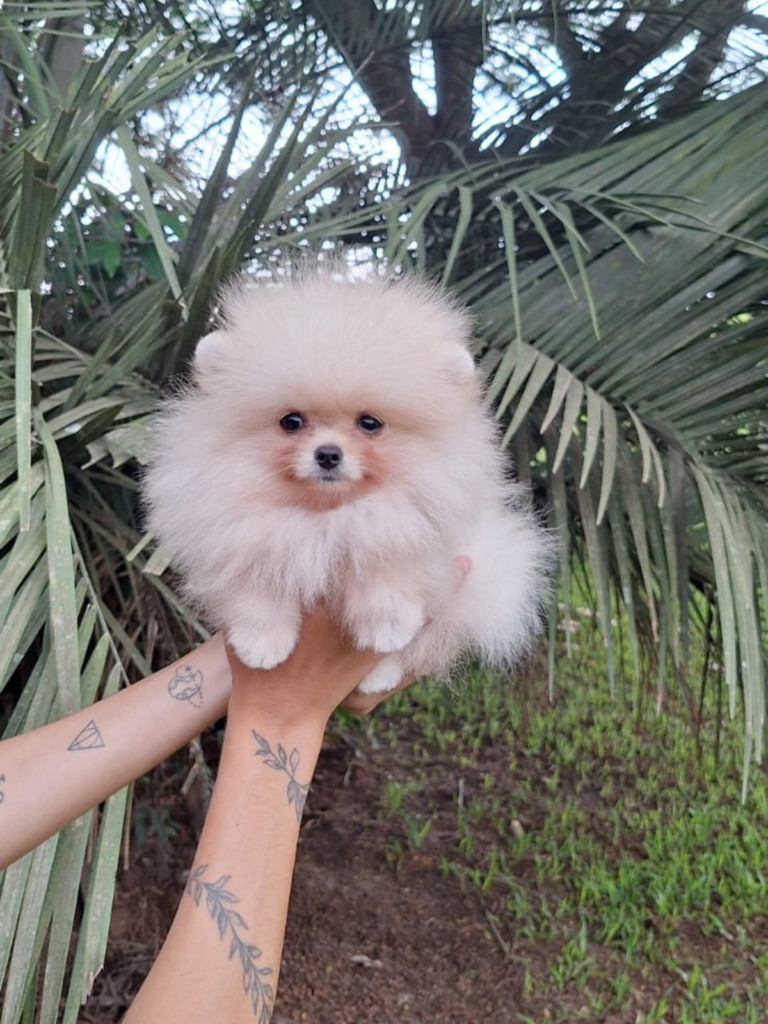 Filhotes – Spitz Alemão – Filhotes da Serra