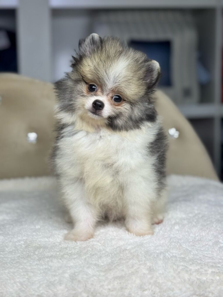 Filhotes – Spitz Alemão – Filhotes da Serra