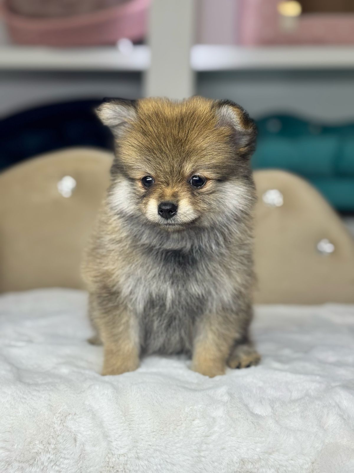 Filhotes – Spitz Alemão – Filhotes da Serra