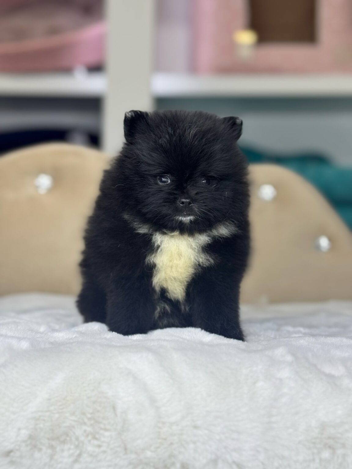 Filhotes – Spitz Alemão – Filhotes da Serra